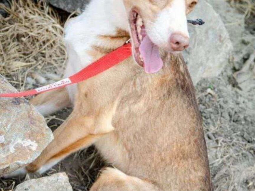 Спасите мальчика из, черного, приюта