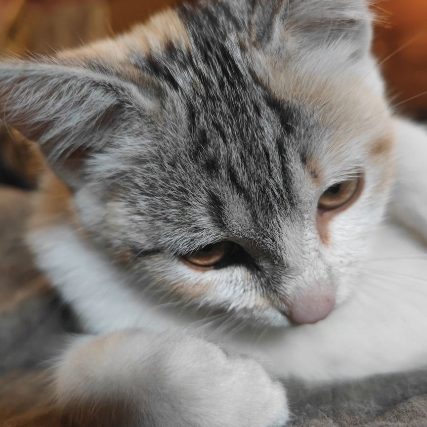 Котенок девочка