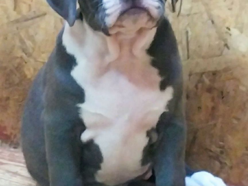 Стаффочка голубой бриллиант