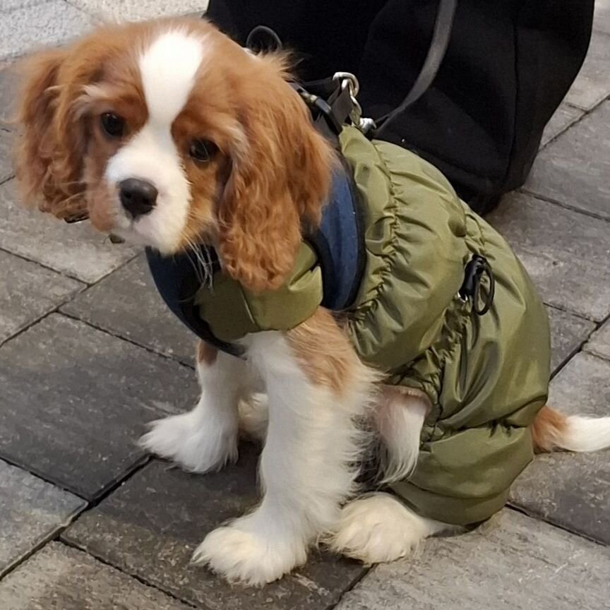 Комбинезон на собаку petmax m