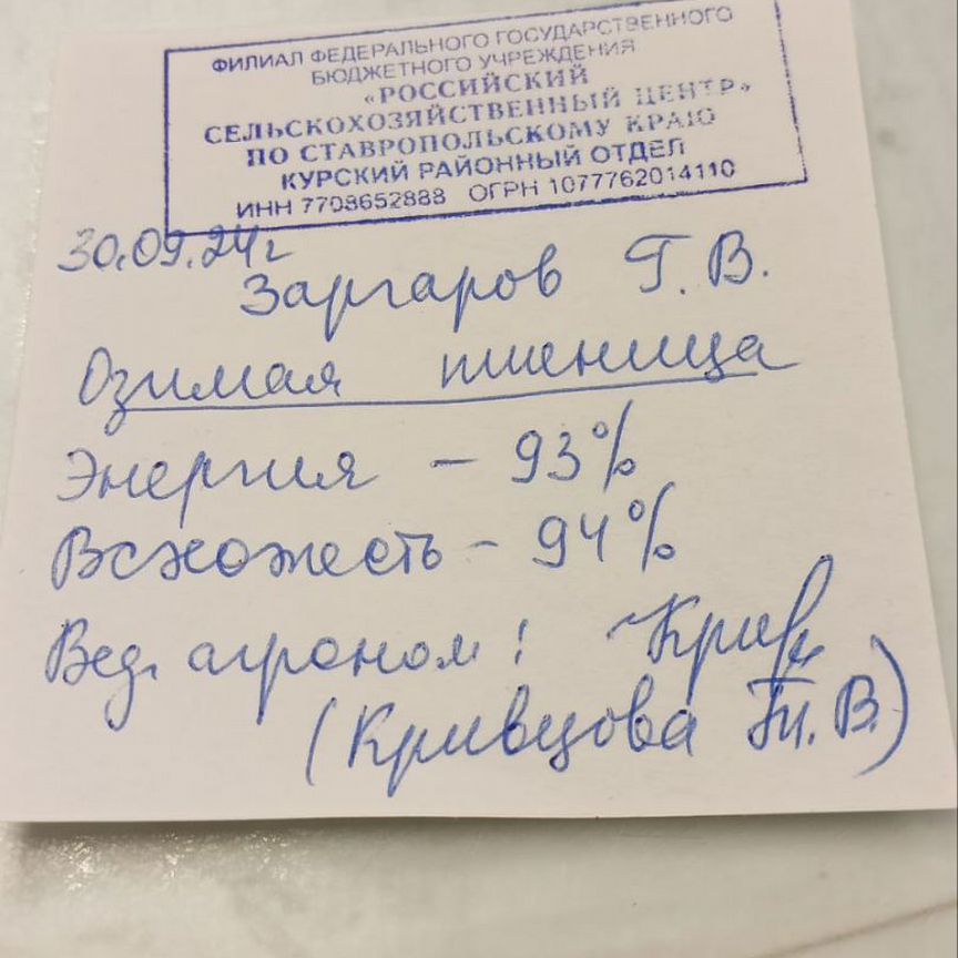 Семена пшеницы