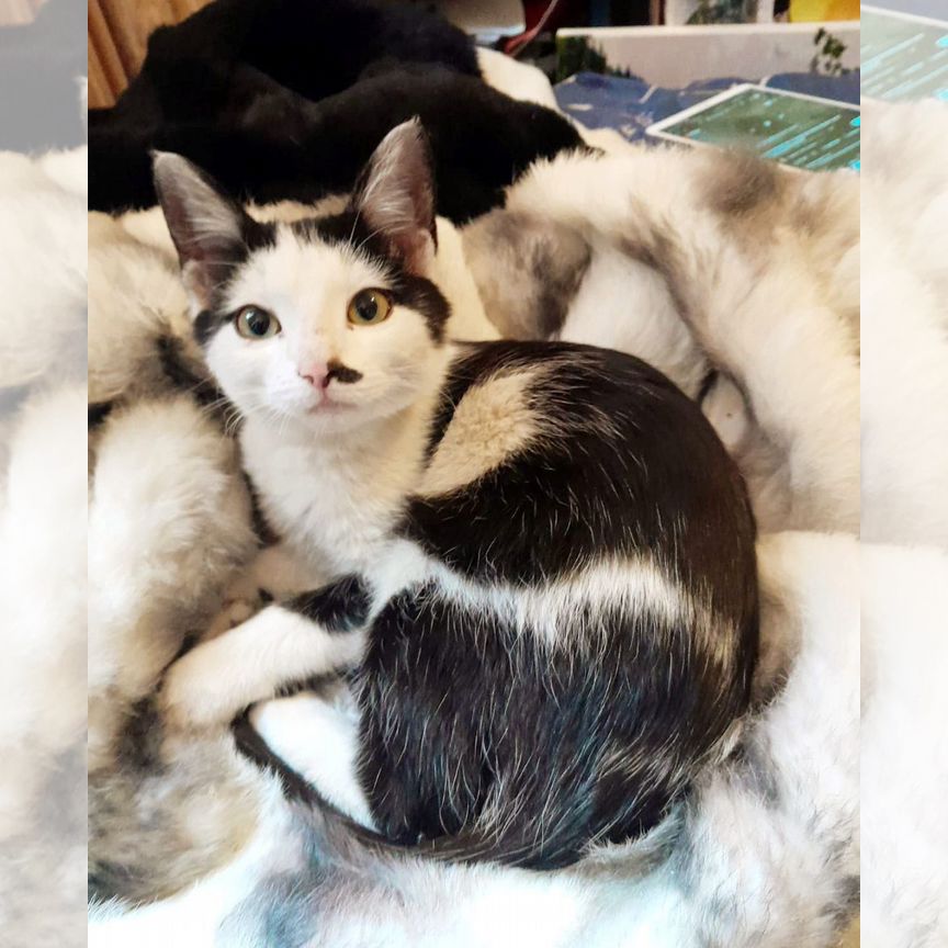 Кошечке очень нужен дом