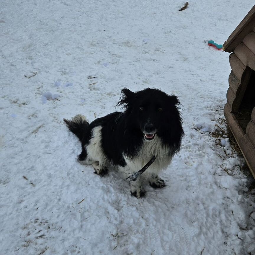 Небольшая собака в добрые руки