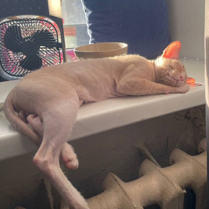 Донской сфинкс котёнок