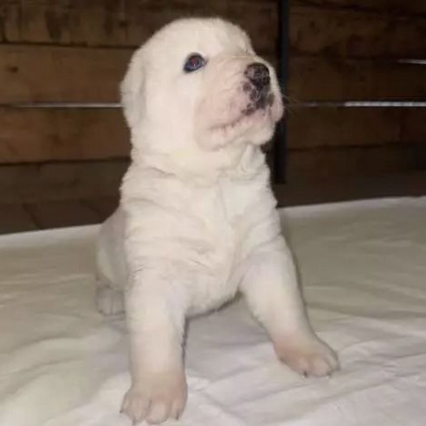 Среднеазиатская овчарка, щенок