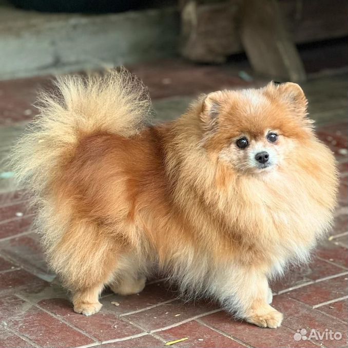 Вита - шикарная мадам в поисках нового дома