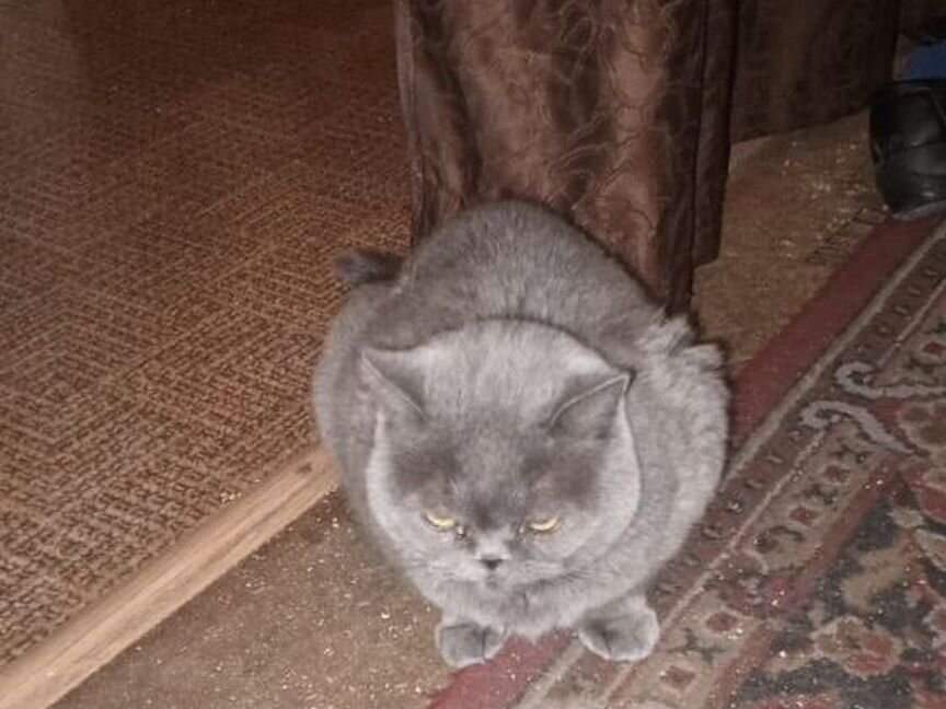 Кошка