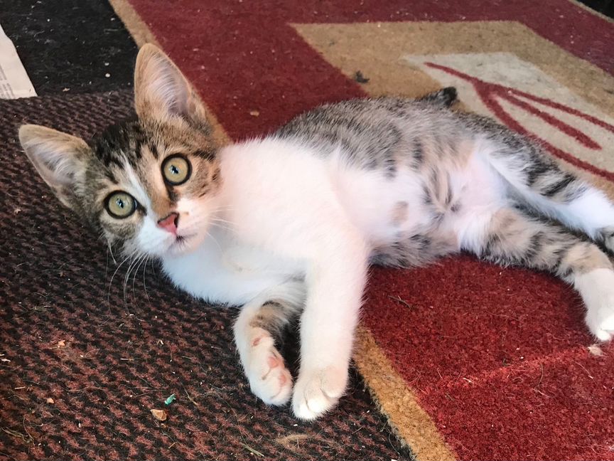 Котенок девочка Счастливая в добрые руки