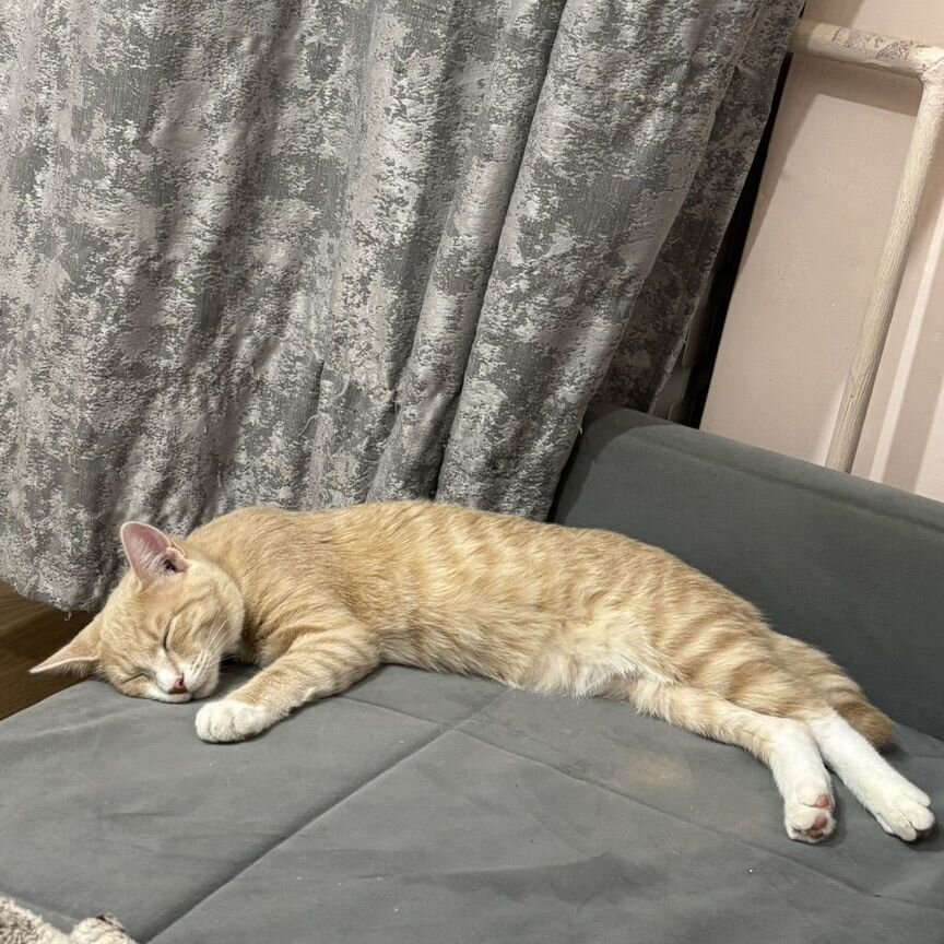 Котёнок в добрые руки
