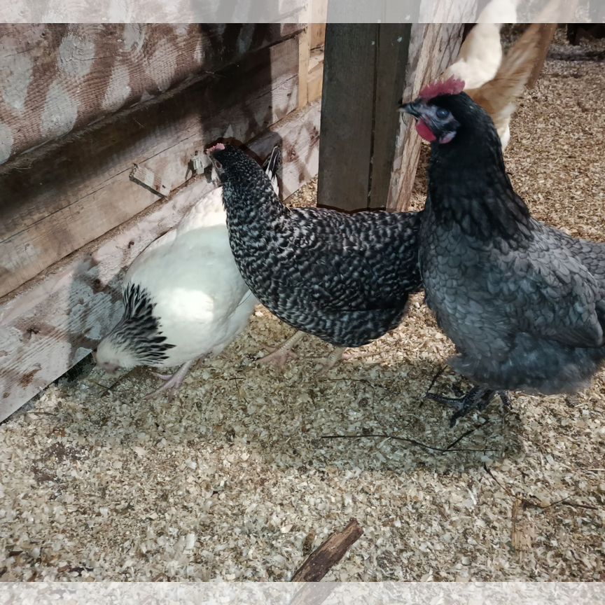 Куры несушки доминант