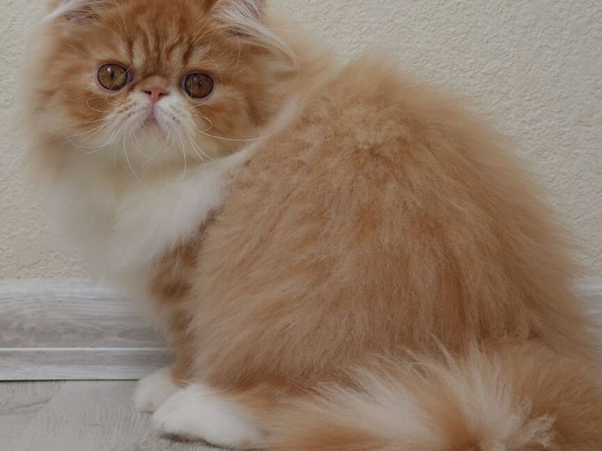 Персидские котята