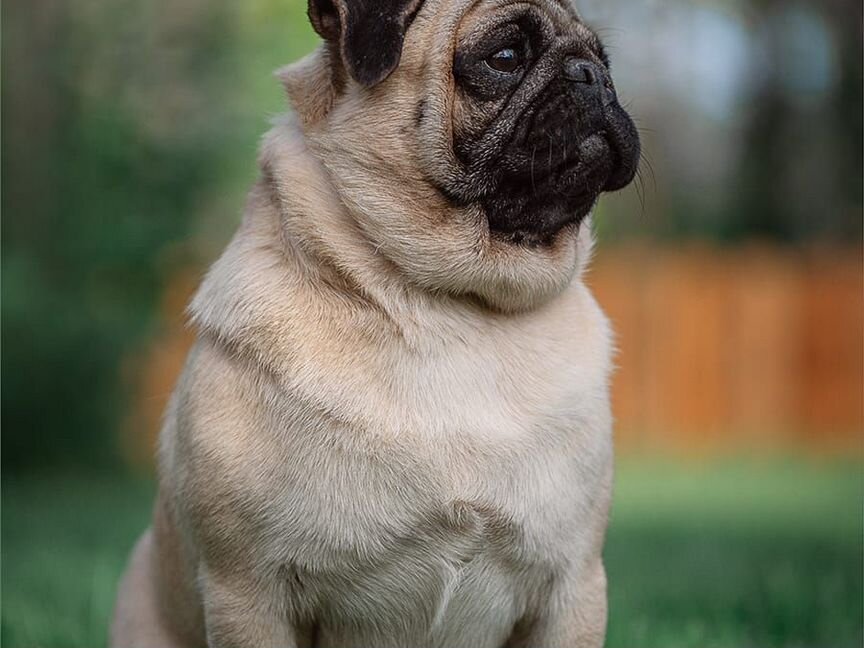 Мопс для вязки, есть щенки