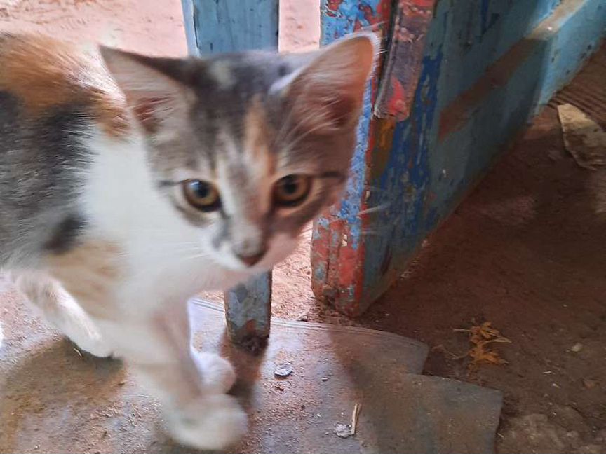 2 Котёнка, отдадим в добрые руки