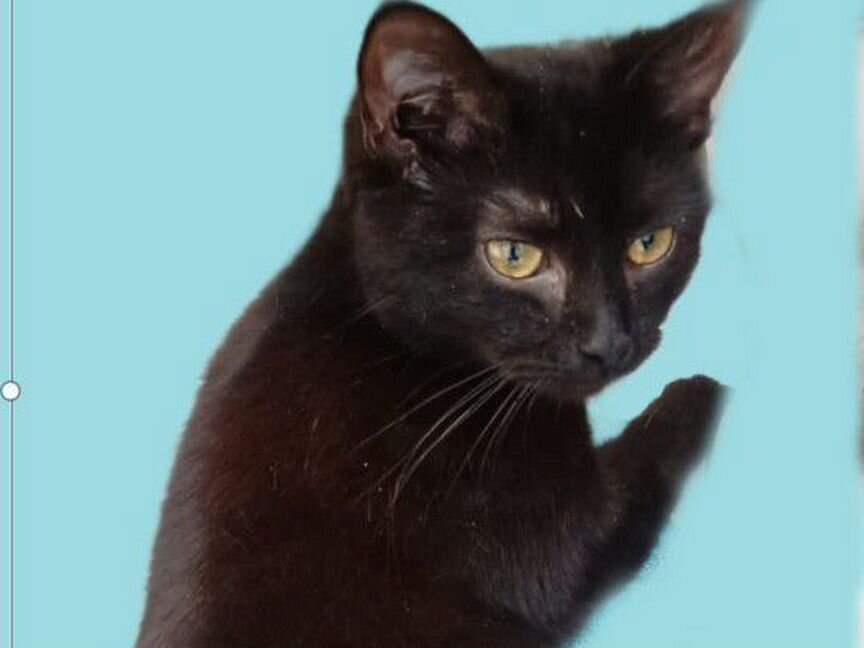 Кошка малышка обнимашка в добрые руки