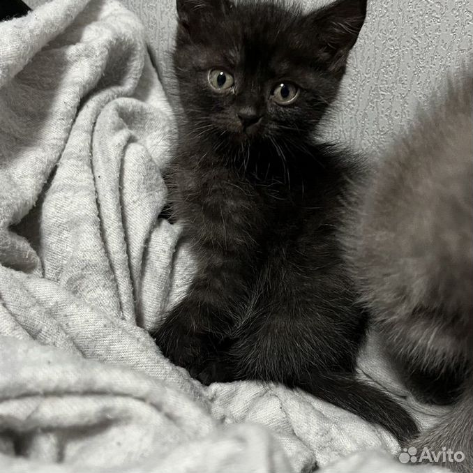 2 котенка мальчика ищут дом