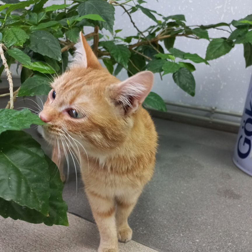Котики бесплатно