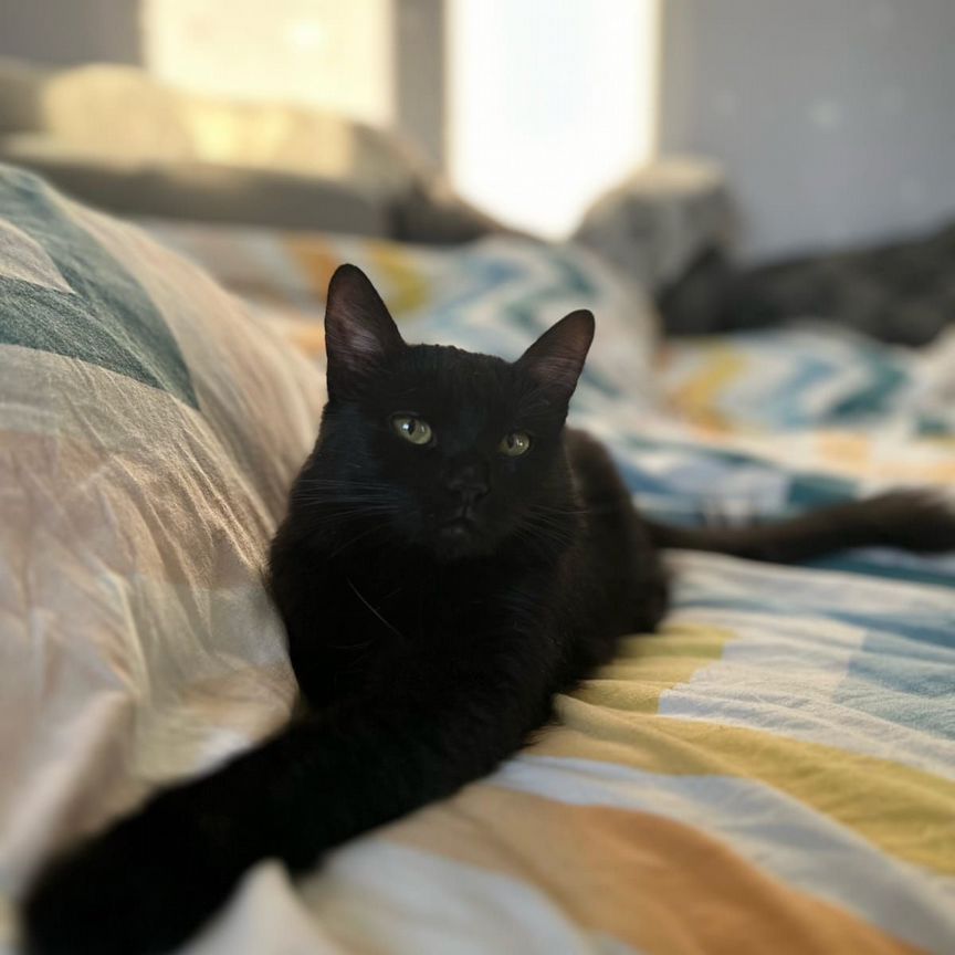 Отдам кошу в добрые руки