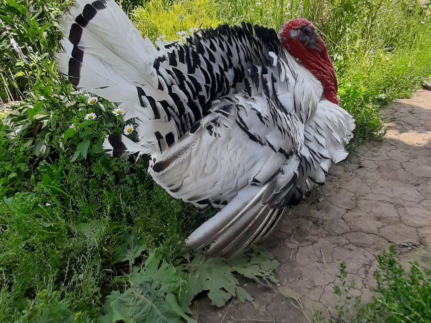 Индюк