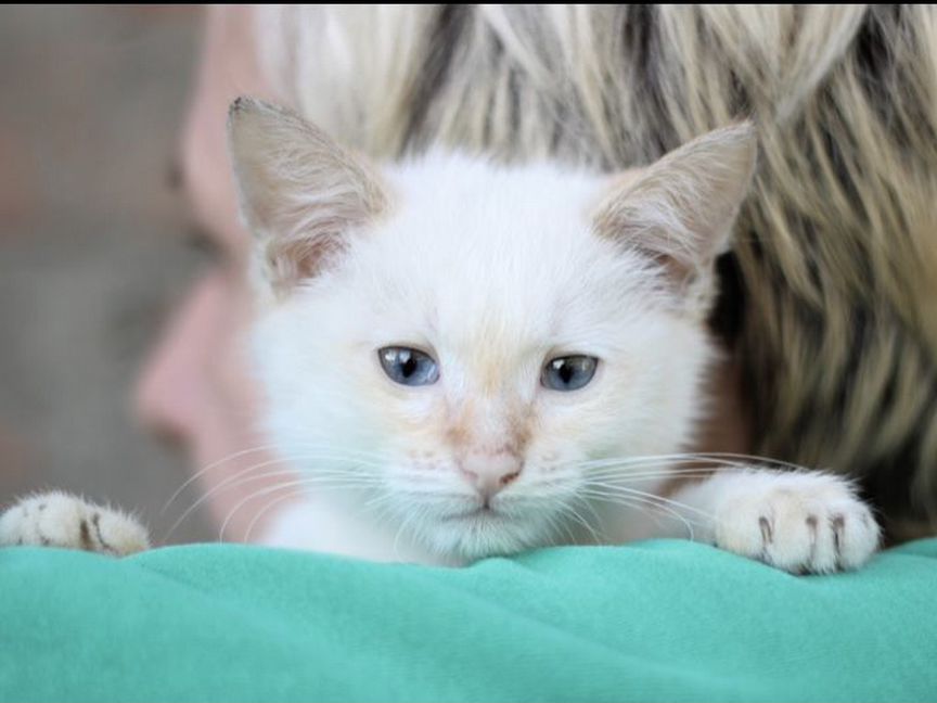 Котёнок 2 месяца в дар