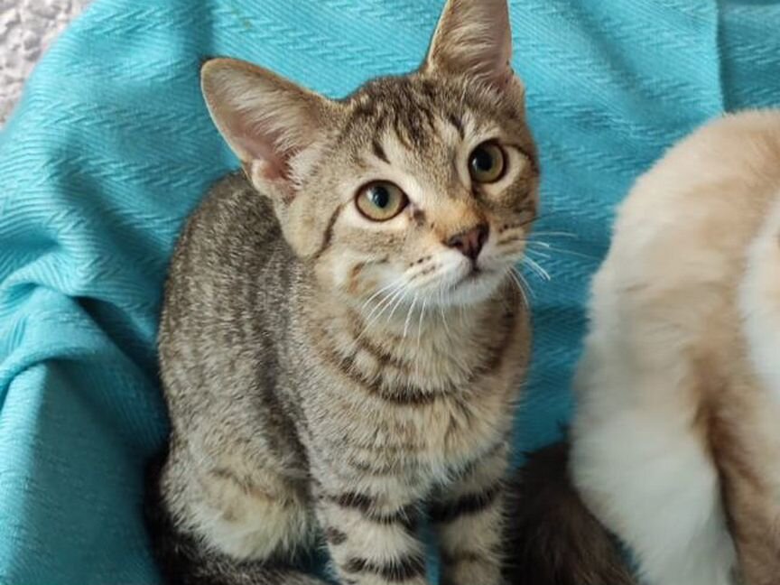 Котенок Васелек в хорошую семью бесплатно