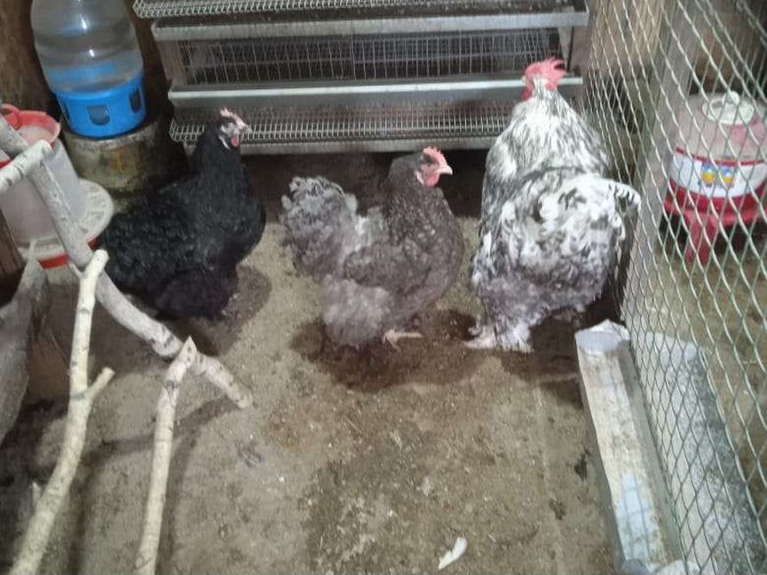 Кохинхины, гуси, утки, доминант несушки