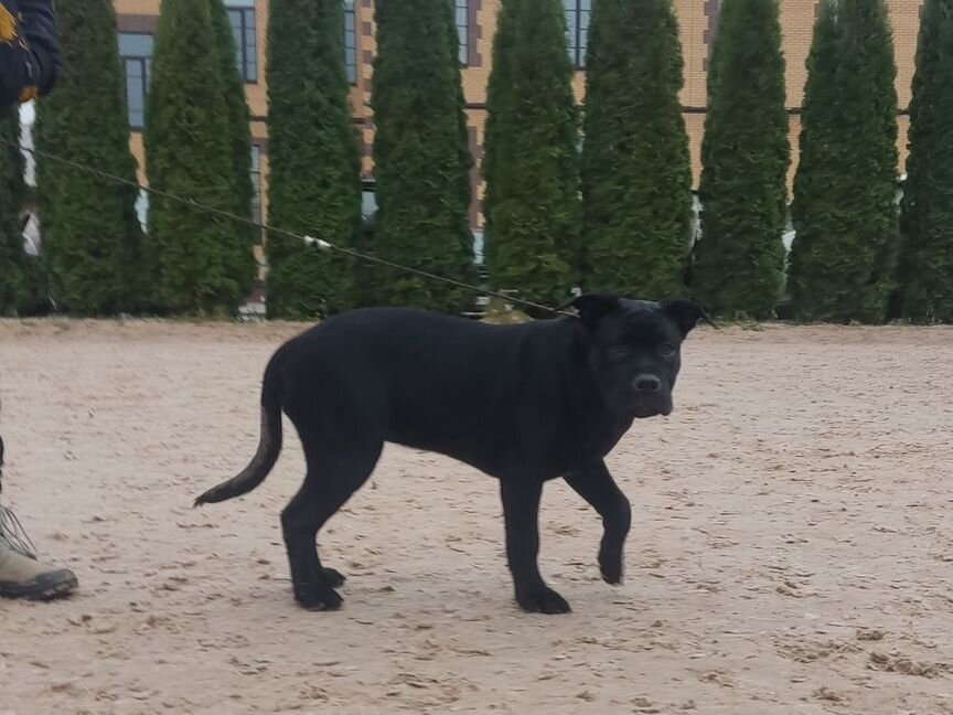 Кадебо щенок