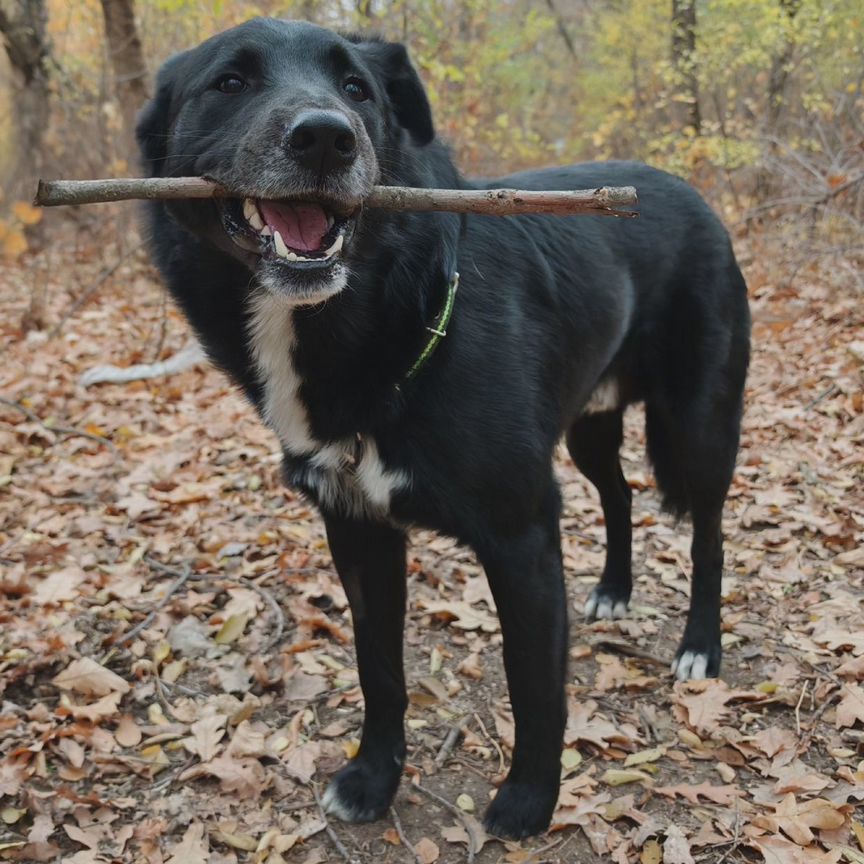 Собака в добрые руки