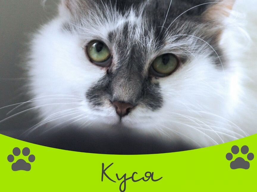 Кошка в дар красавица Куся ищет дом