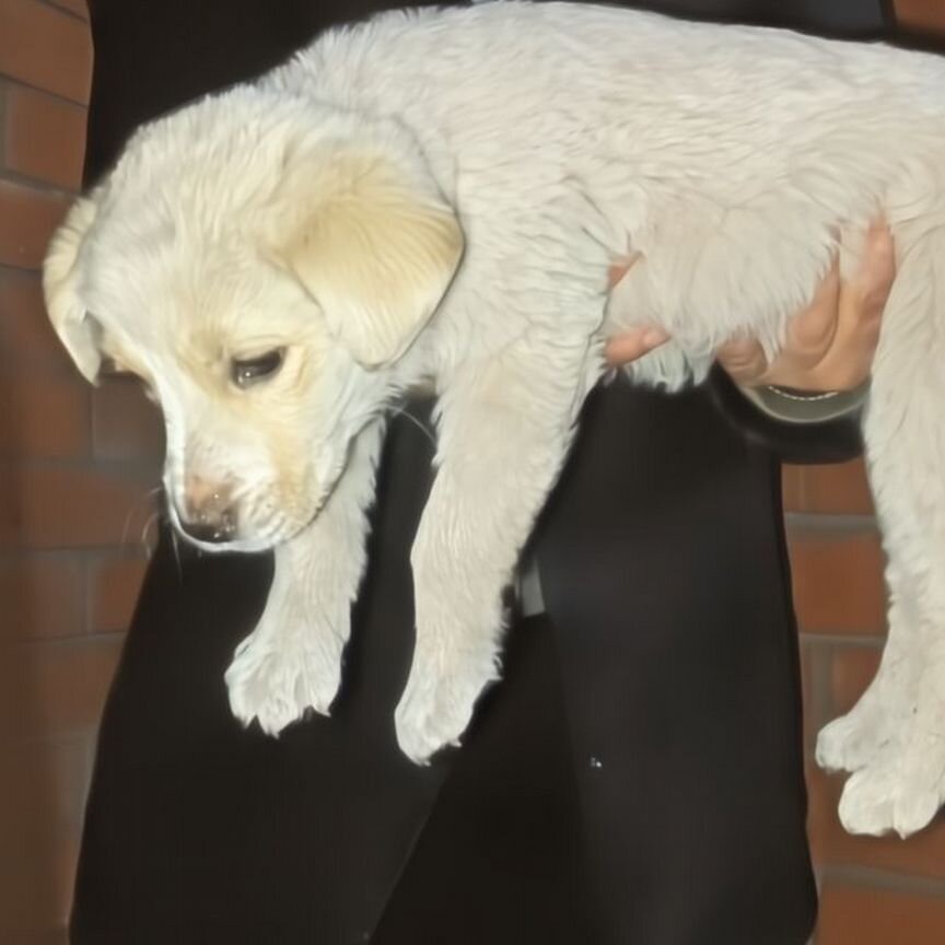 Щенок в добрые руки
