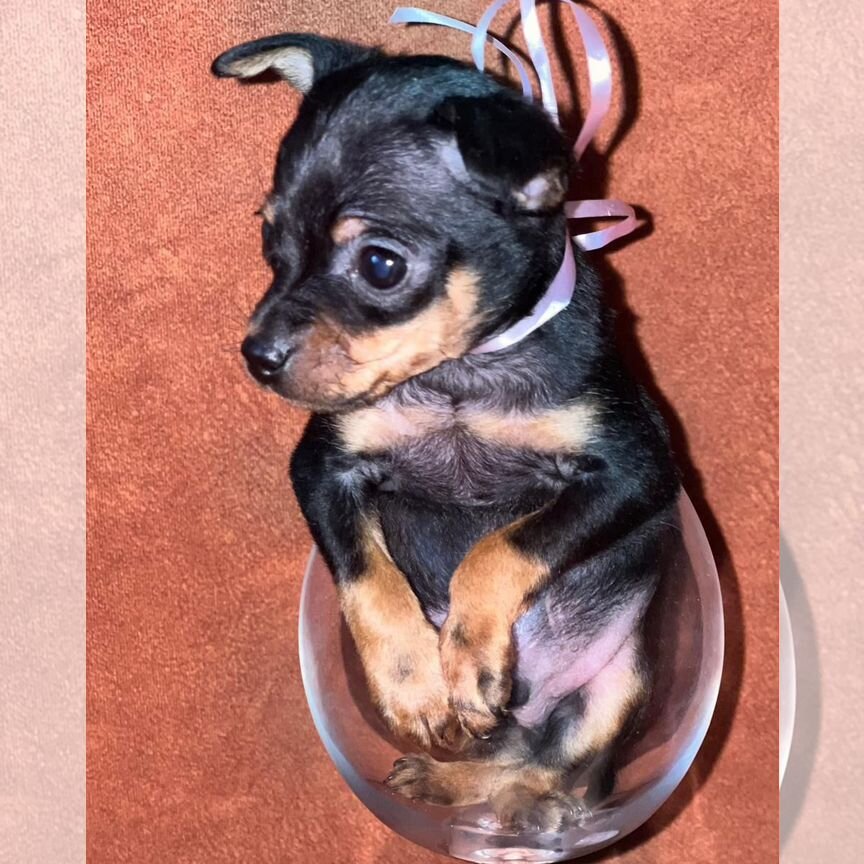 Русский той-терьер, щенок