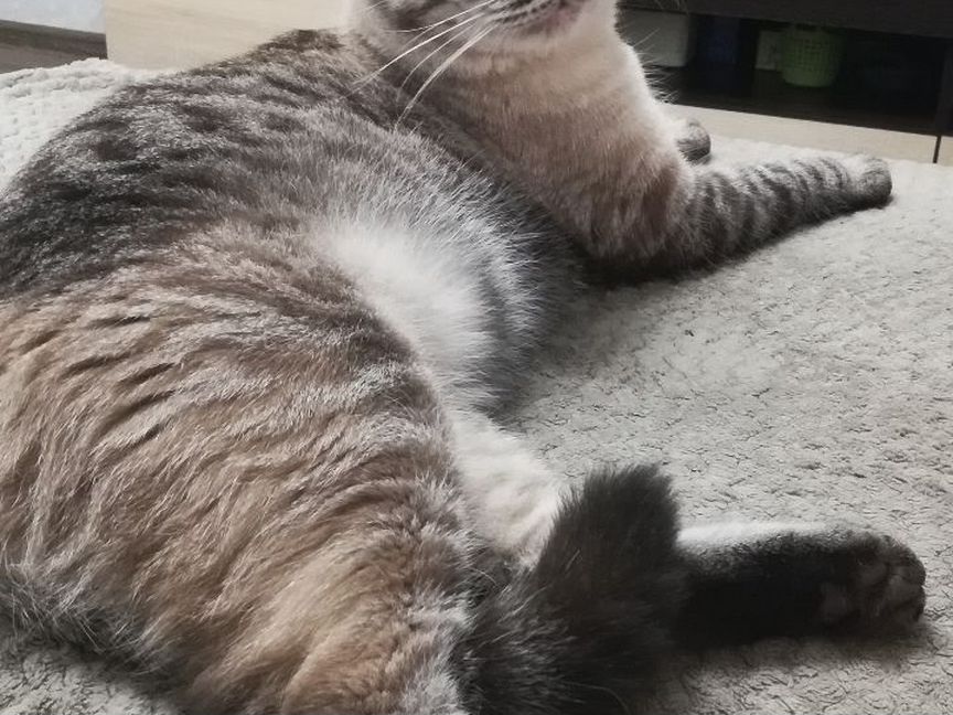 Кошка