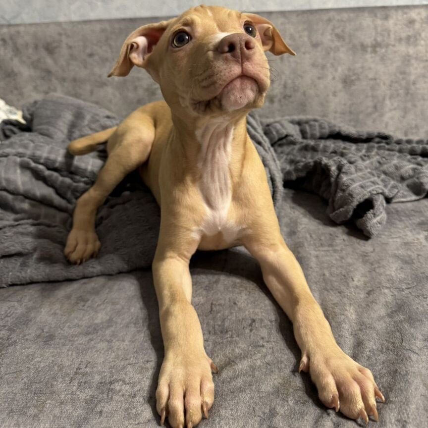 Американский булли, щенок