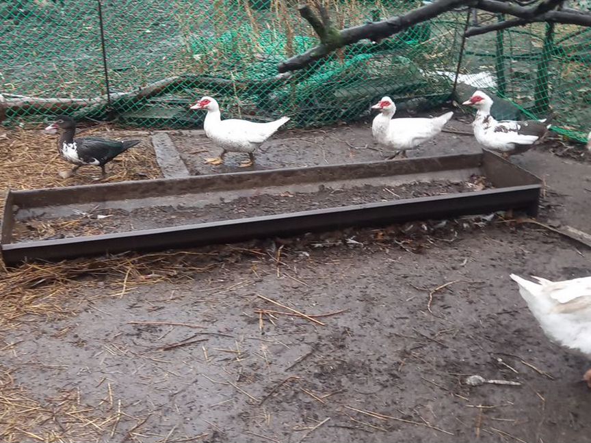 Гуси и утки