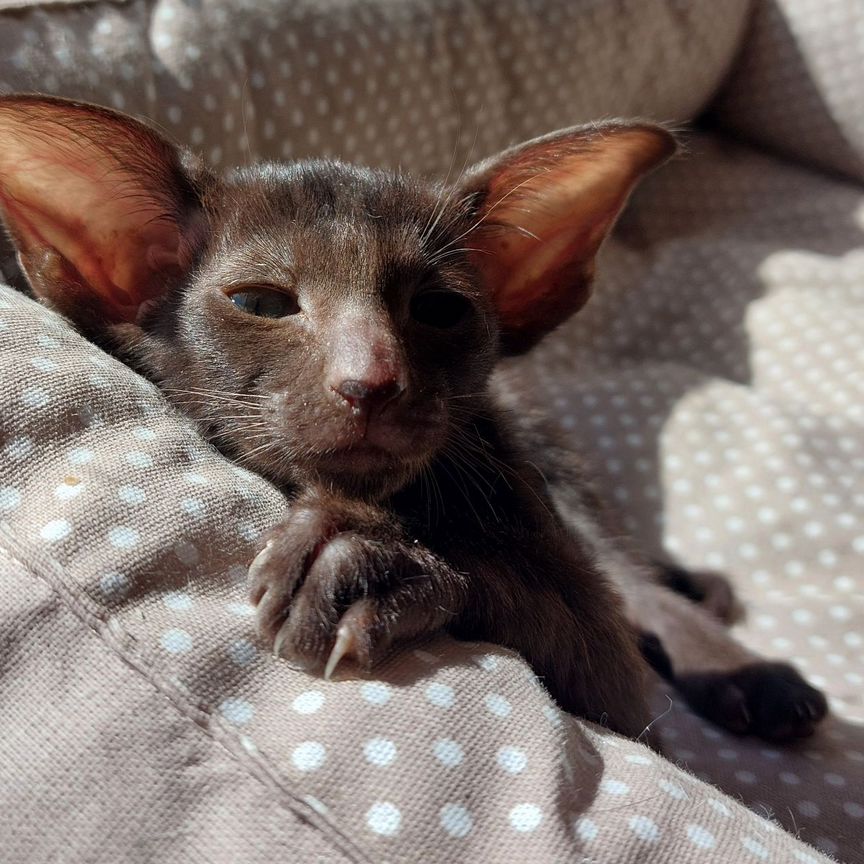 Ориентальные котята