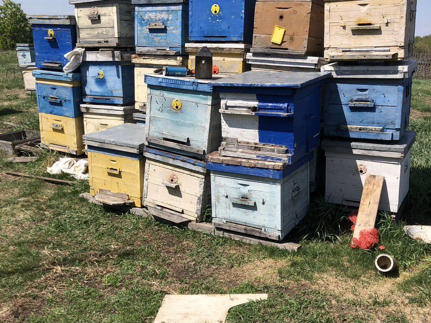 Продам ульи