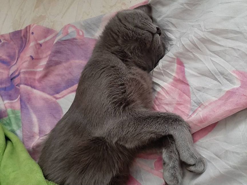 Ищем хозяина для ласкового котенка