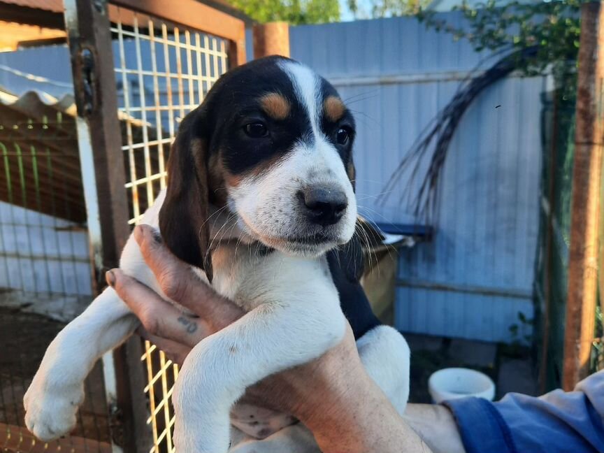 Щенки эстонской гончей