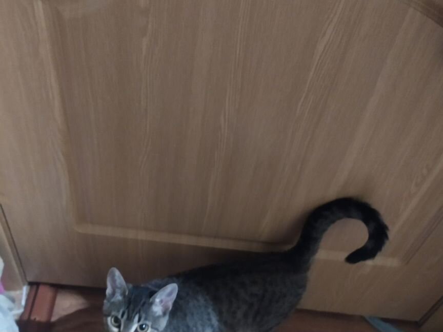 Котенок 4-4,5 месяца