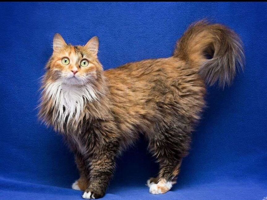 Трехцветная кошка