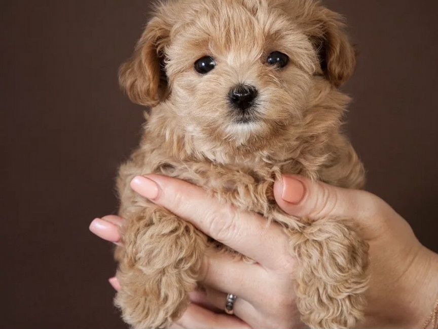 Щенок мальтипу f1