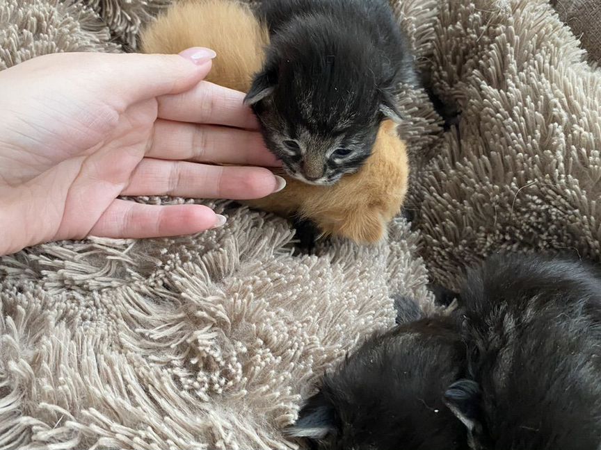 Британские котята