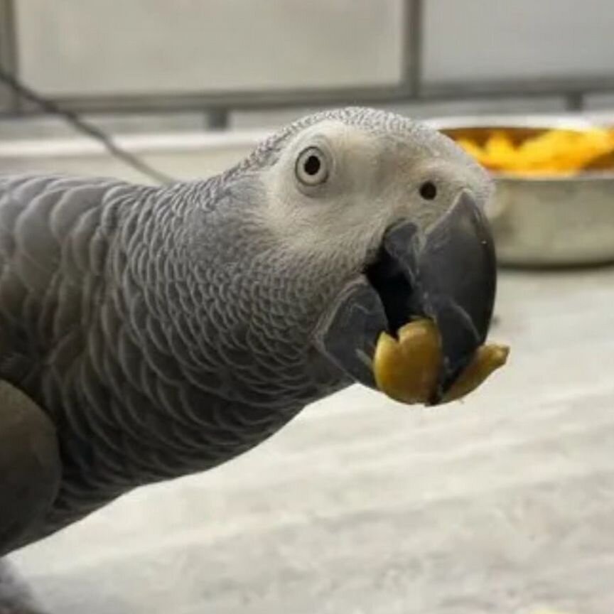Попугай Ручной Говорящий