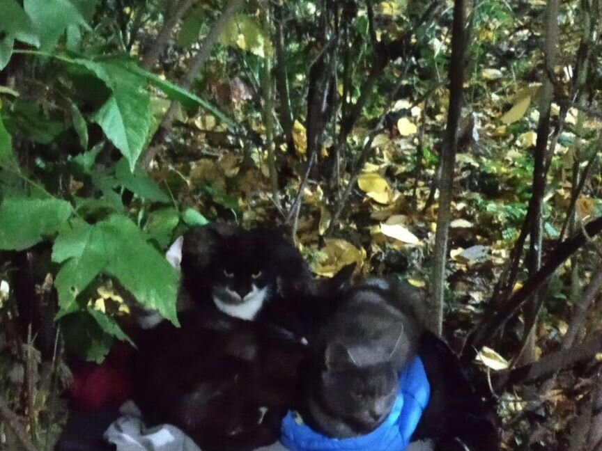 Кошкам очень нужен Добрый хозяин