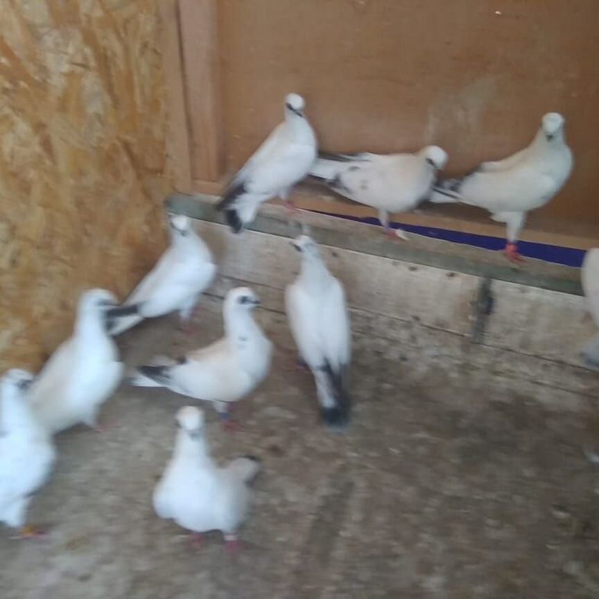 Голуби венские
