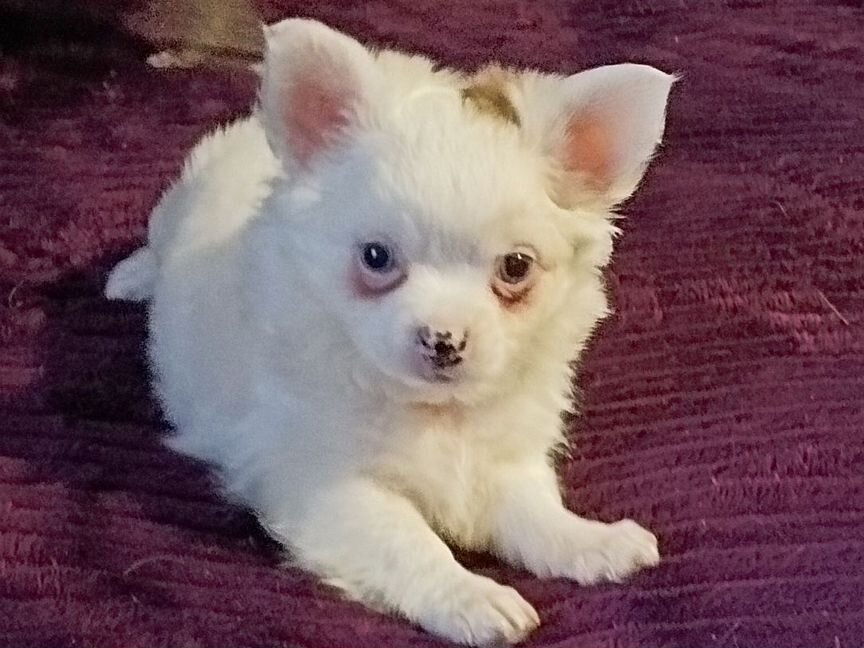 Чихуахуа, голубоглазый блондин