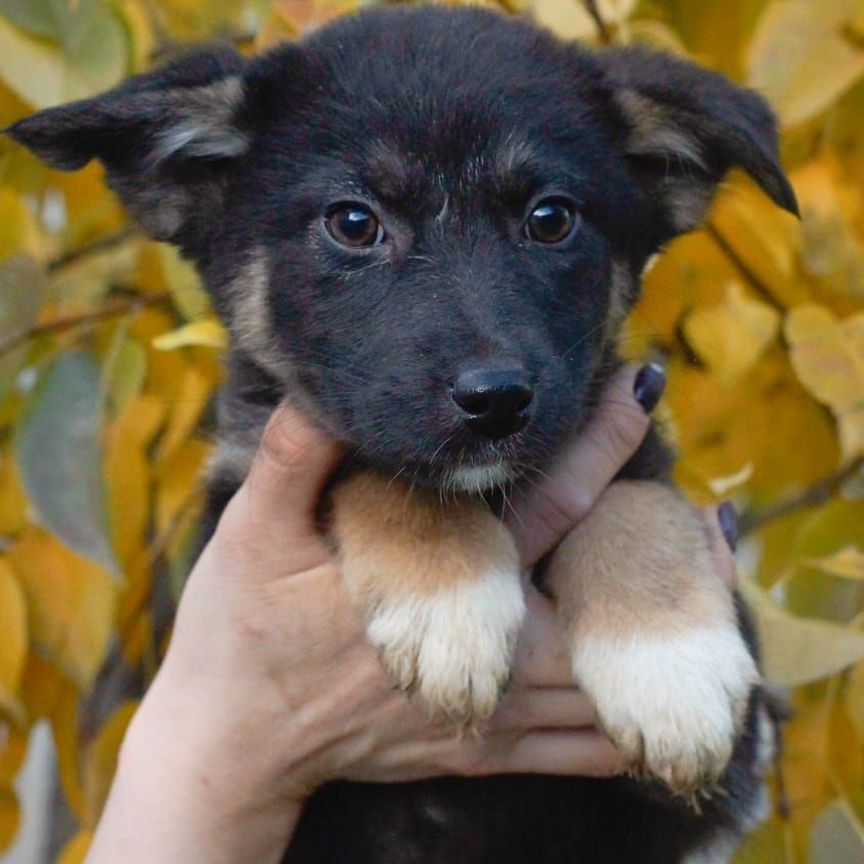 Щенок в добрые руки