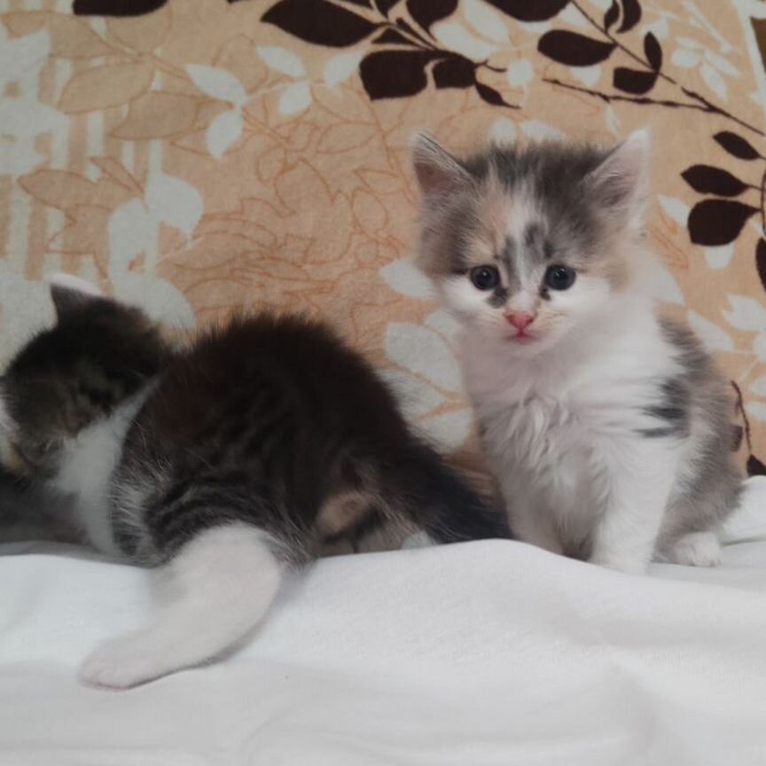 Котята в добрые руки