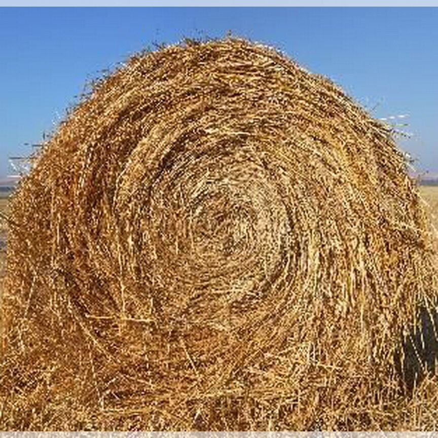 Продам сено в рулонах
