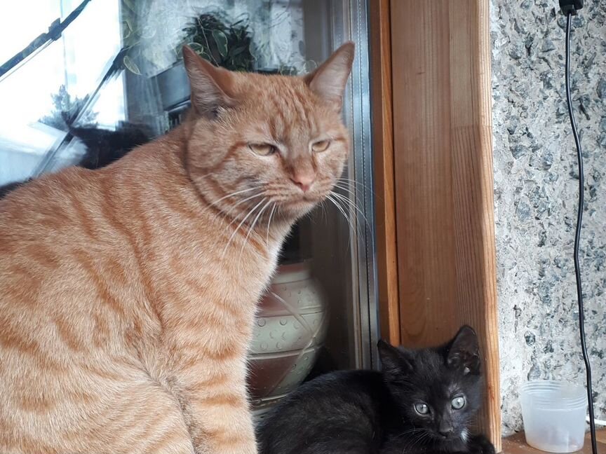 Котята в добрые руки