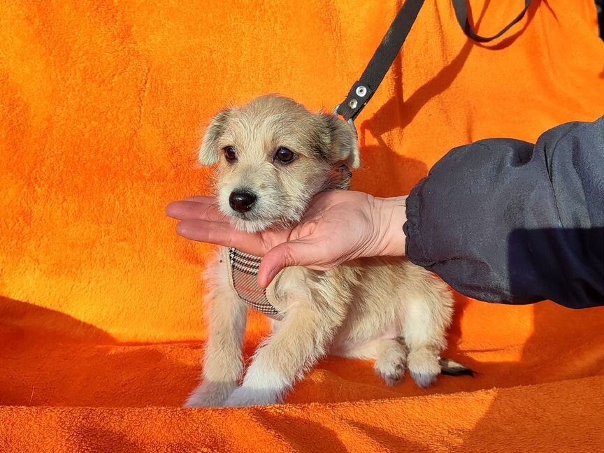 Отдаю собаку в добрые руки